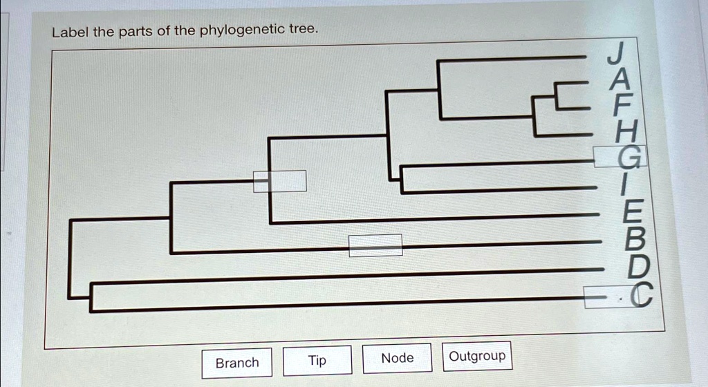 SOLVED: Label the parts of the phylogenetic tree. Label the parts of ...