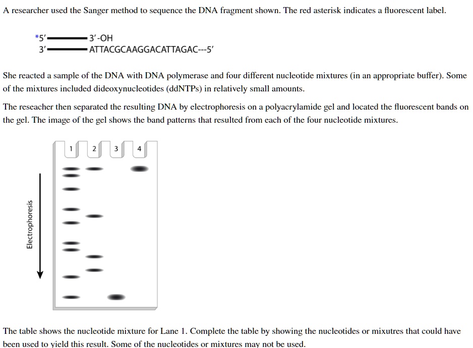 A researcher used the Sanger method to sequence the DNA fragment shown ...