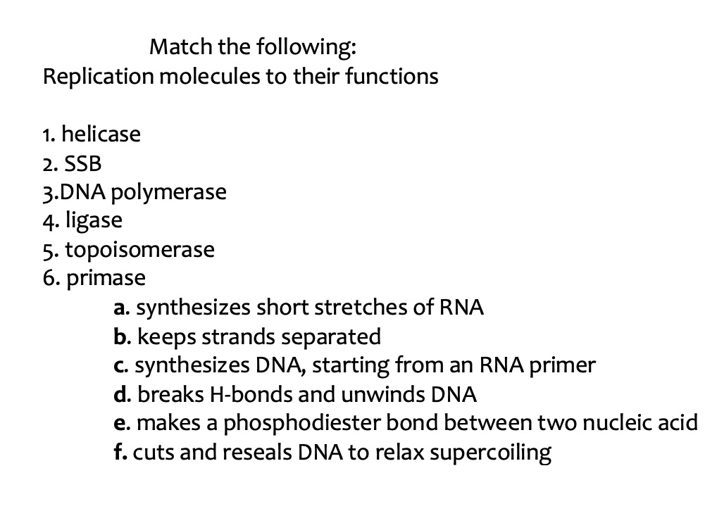 match the following replication molecules to their functions 1 helicase ...