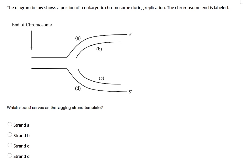 the diagram below shows a portion of a eukaryotic chromosome during ...