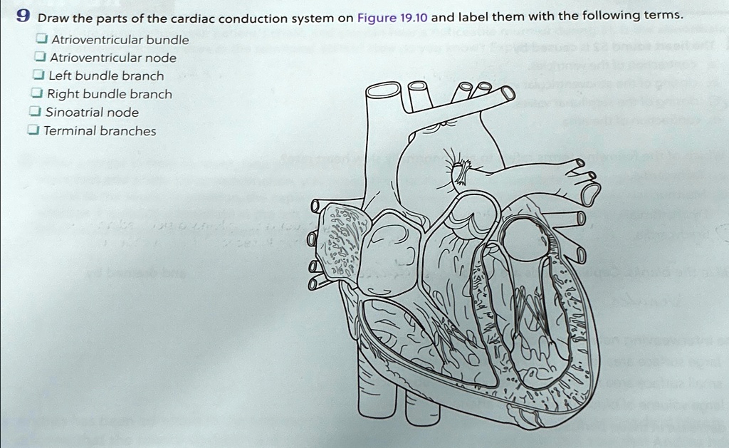 SOLVED: 9 Draw the parts of the cardiac conduction system on Figure 19. ...