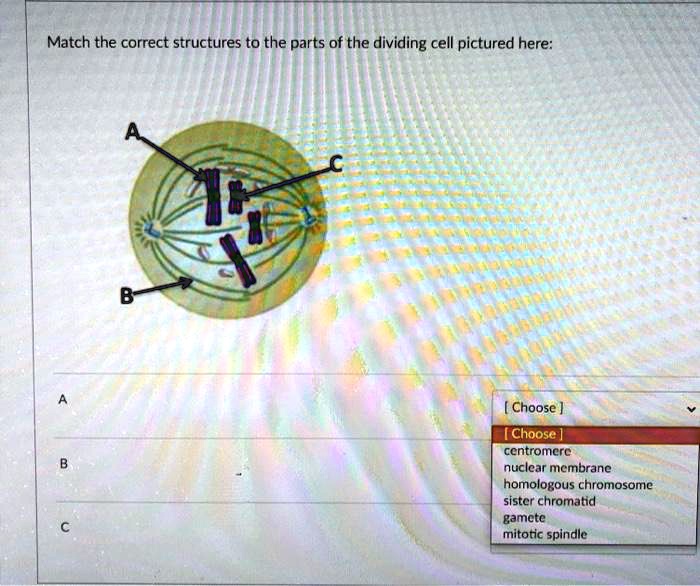 SOLVED: Match the correct structures to the parts of the dividing cell ...