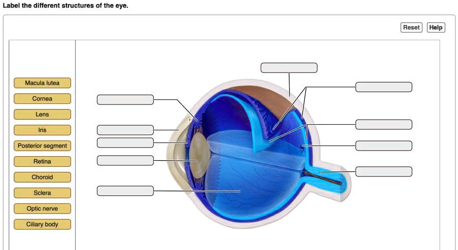 Label the different structures of the eye. Reset Help Macula lutea ...