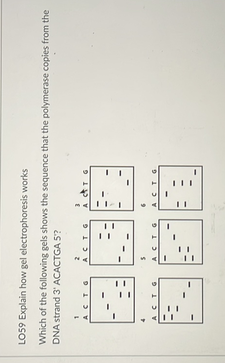 LO59 Explain how gel electrophoresis works Which of the following gels ...
