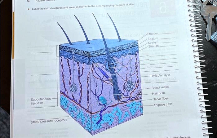 SOLVED: 54 Stratum Stratum Stratum Stratum Reticular layer Blood vessel ...