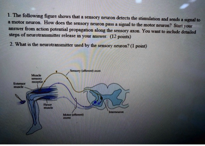 SOLVED: The following figure shows that the sensory neuron detects the stimulation and sends a ...
