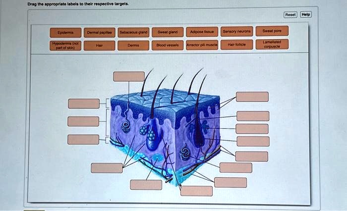 Drag the appropriate labels to their respective targets. Epidermis ...