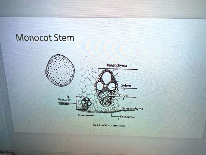 SOLVED:Monocot Stem Parenchyma Xylem Phlocm Vascular Wundle ...