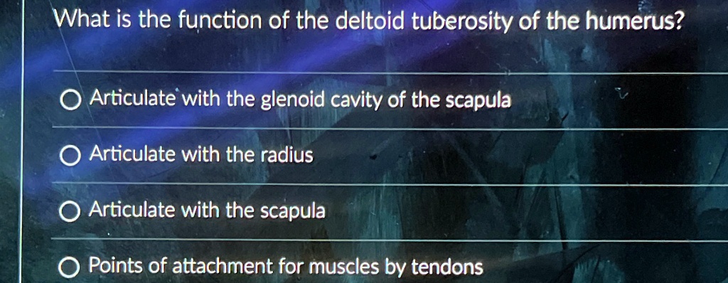 what is the function of the deltoid tuberosity of the humerus ...
