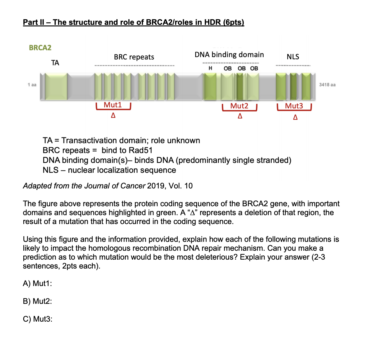 SOLVED: Part II - The structure and role of BRCA2/roles in HDR (6pts ...