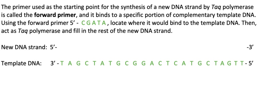 the primer used as the starting point for the synthesis of a new dna ...