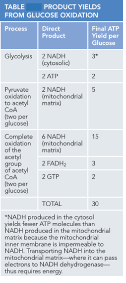 TABL PRODUCT YIE FROM GLUCOSE OXIDATION Process Direct Product Final ...