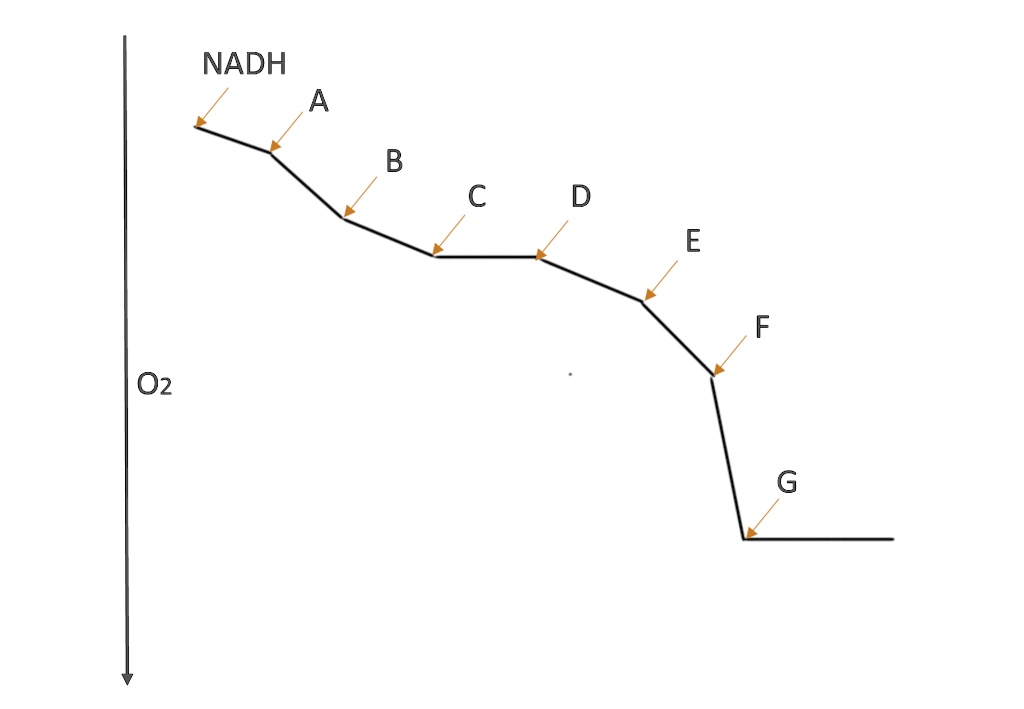 SOLVED: Mitochondria were isolated from rat liver and were used to ...
