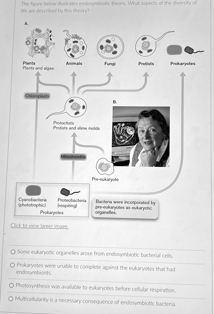 The figure below illustrates endosymbiotic theory. What aspects of the ...