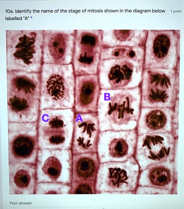 1oa identify the name of the stage of mitosis shown in the diagram ...