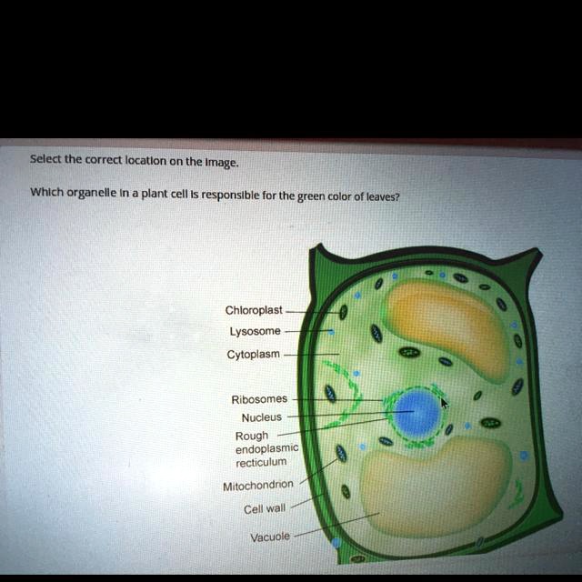 select the correct location on the image which organelle in a plant ...