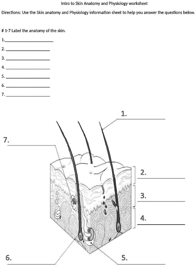 SOLVED: Intro to Skin Anatomy and Physiology Worksheet Directions: Use ...