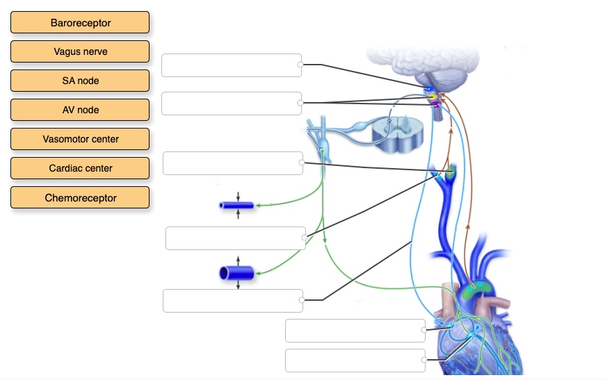 SOLVED: 'Label the components of the baroreceptor reflex. Baroreceptor ...