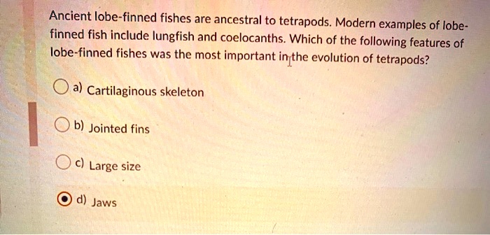 SOLVED: Ancient lobe-finned fishes are ancestral to tetrapods Modern ...