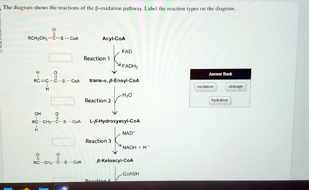 The diagram shows the reactions of the β-oxidation pathway. Label the ...