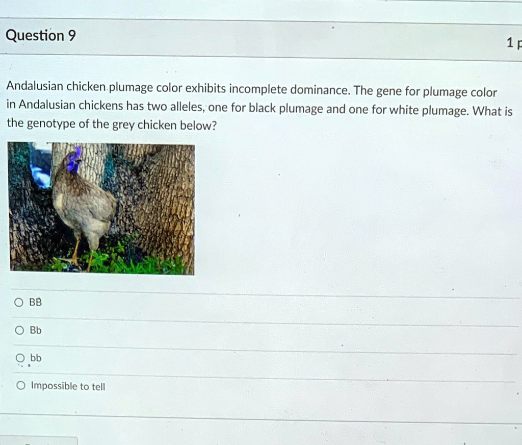 Question 9 1 p Andalusian chicken plumage color exhibits incomplete ...