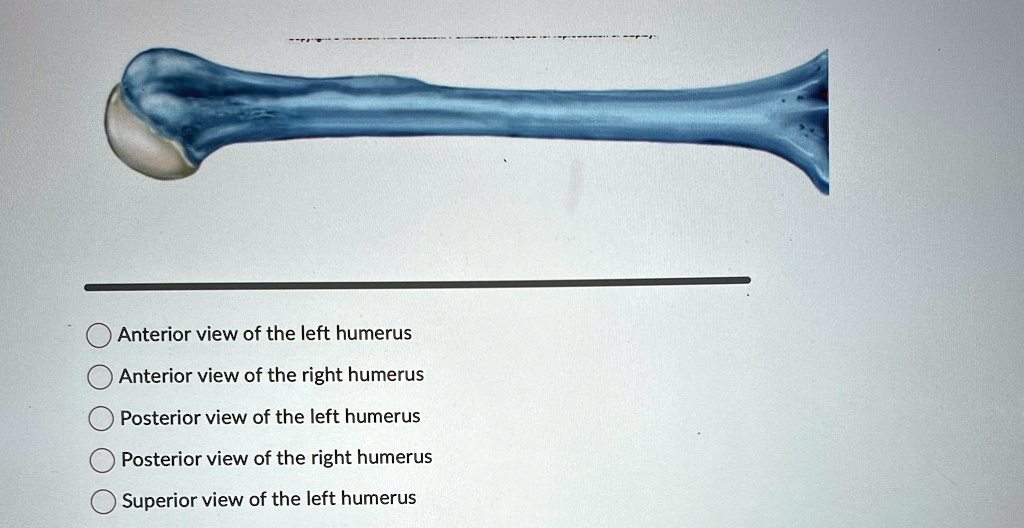Anterior view of the left humerus Anterior view of the right humerus ...