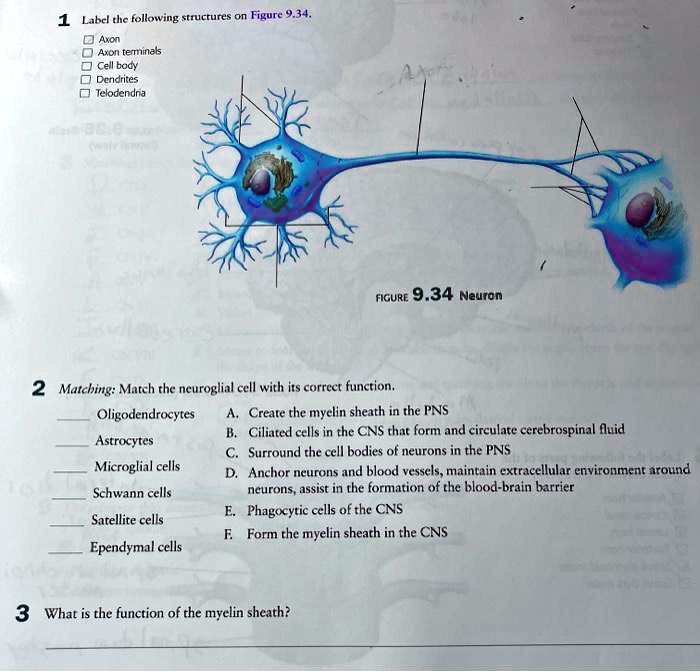 SOLVED: Label the following structures on Figure Axon Terminal Cell ...