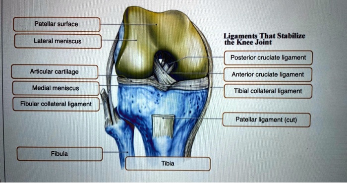 Patellar surface Lateral meniscus Articular cartilage Medial meniscus ...