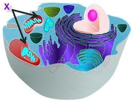 SOLVED: '"The diagram shows the inside of a eukaryotic cell. Which ...