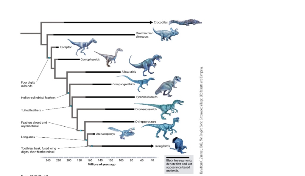 SOLVED: Help ASAP, please. The crocodile group is the outgroup of the ...