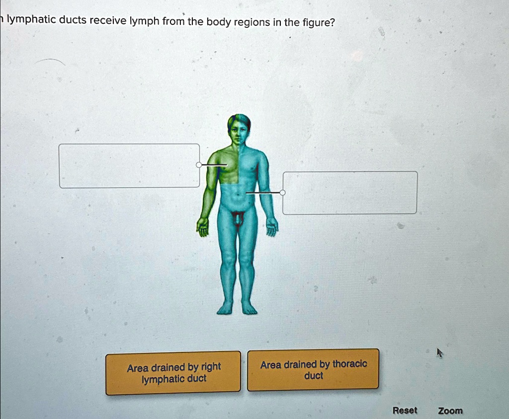 lymphatic ducts receive lymph from the body regions in the figure?