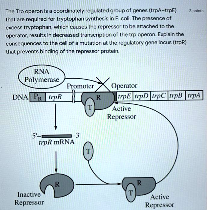 the trp operon is a coordinately regulated group of genes trpa trpe ...