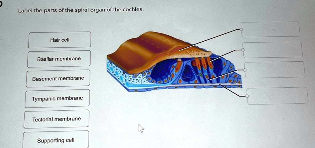 Label the parts of the spiral organ of the cochlea. Hair cell Basilar ...