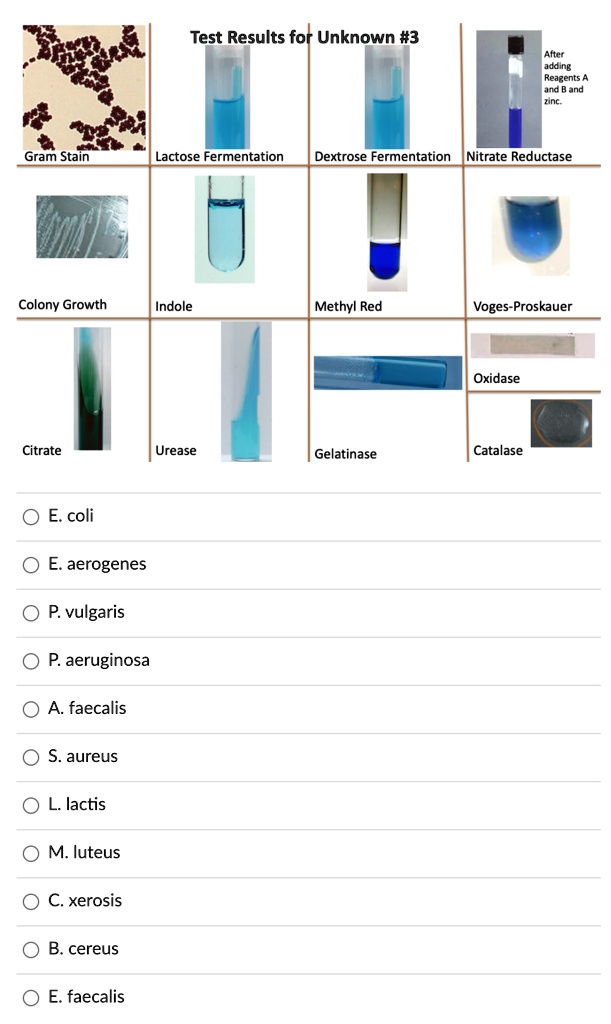SOLVED: Test Results for Unknown #3 ddding Reazents Gram Stain Lactose ...