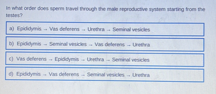 In what order does sperm travel through the male reproductive system ...