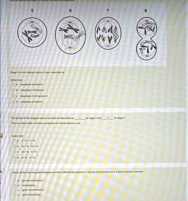 use the following images to answer the next two questions 5 Stage 8 in the diagram above is best ...
