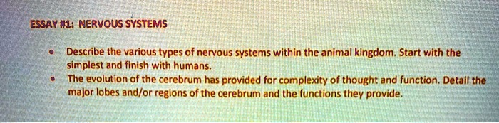 SOLVED: ESSAY #1: NERVOUS SYSTEMS Describe the various types of nervous ...