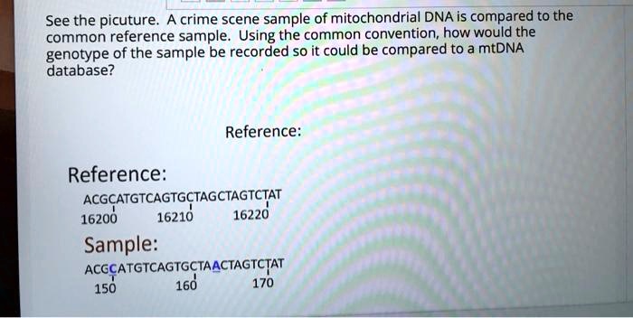 SOLVED:See the picuture_ A crime scene sample of mitochondrial DNA is ...