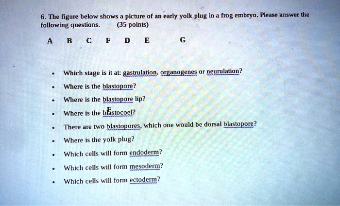 the figure below shows picture of an early yolk plug in erog embryo ...