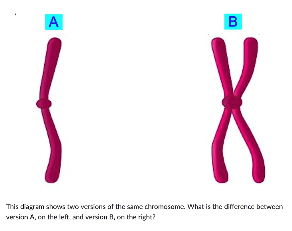 This diagram shows two versions of the same chromosome. What is the ...