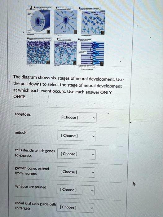 The diagram shows six stages of neural development. Use the pull downs ...