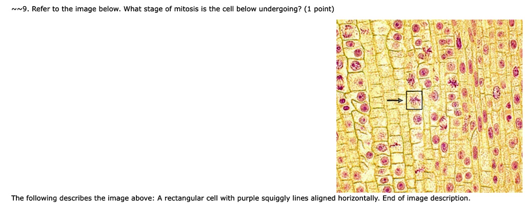 SOLVED: 9 Refer to the image below What stage of mitosis is the cell ...