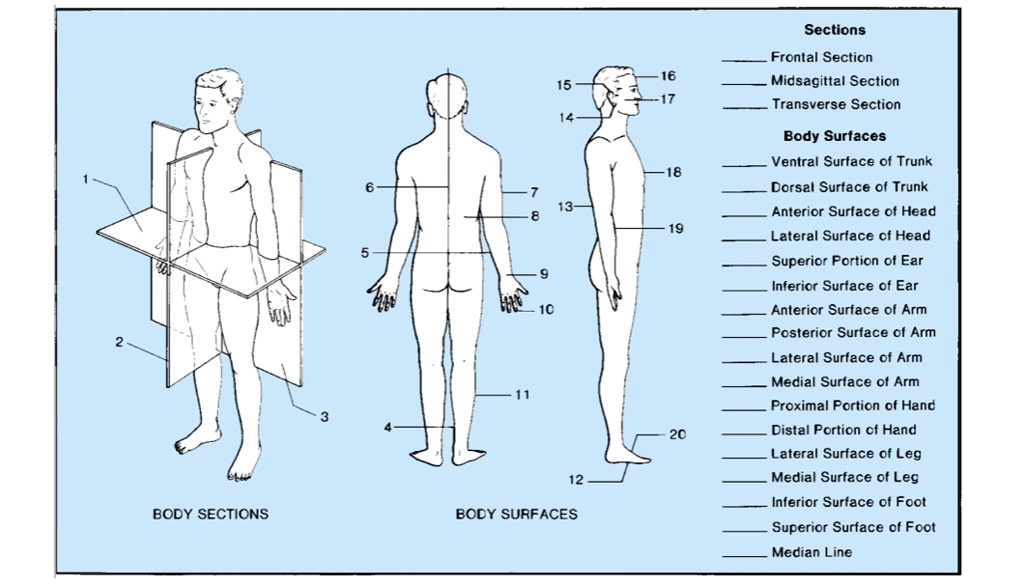 BODY SECTIONS Sections Frontal Section Midsagittal Section Transverse ...