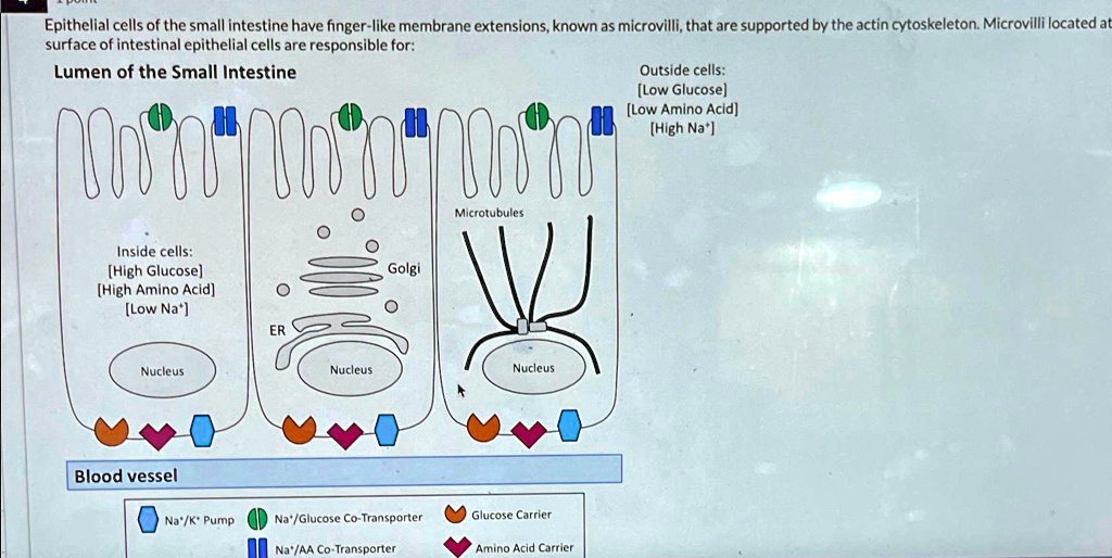 Epithelial cells of the small intestine have finger-like membrane ...