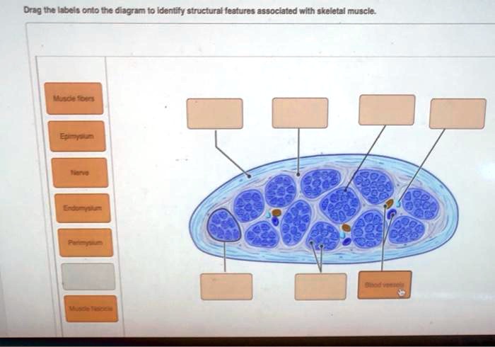SOLVED: Drag the labels onto the diagram fo identify structural features associated with ...