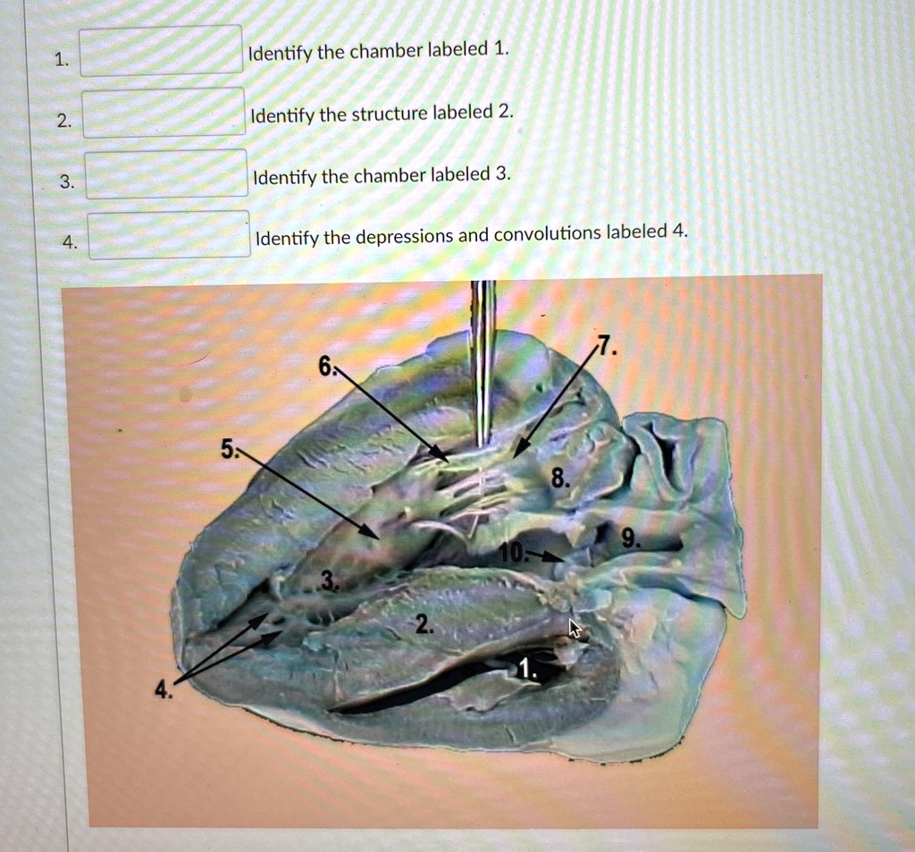 1 identify the chamber labeled 1 2 identify the structure...