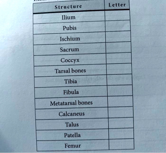 SOLVED: Structure Letter Ilium Pubis Ischium Sacrum Coccyx Tarsal bones ...