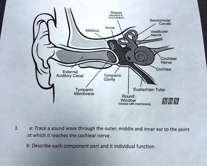 SOLVED: Stapes uLHC oxn wndomh Semicircular Canals Incus Malleus ...