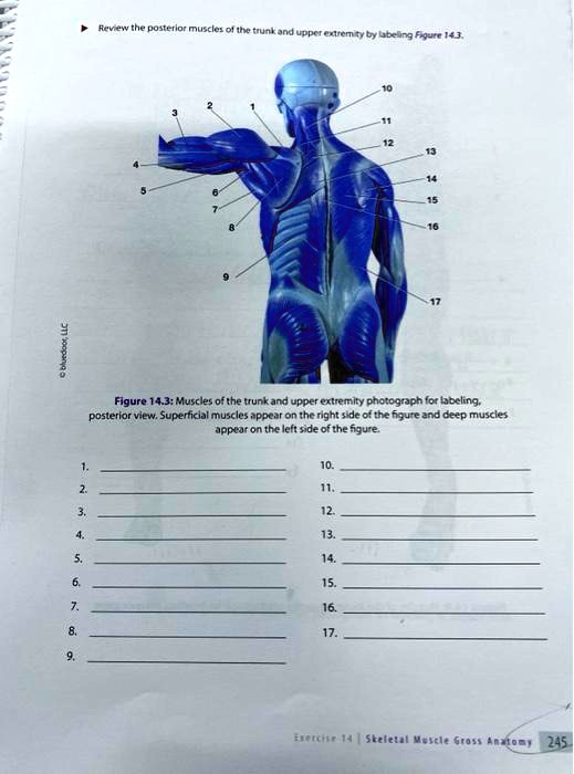 SOLVED: Review the posterior muscles of the trunk and upper extremity ...