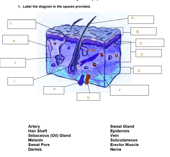 L. K. J. I. 1. Label the diagram in the spaces provided. H. A. B. C ...